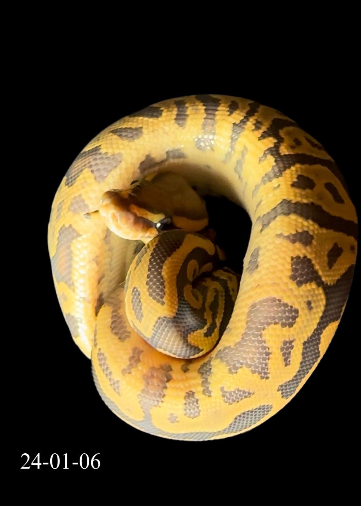 Leopard Hypo 50% Het Pied FEMALE (24-01-06) - Naga's Lair Exotics